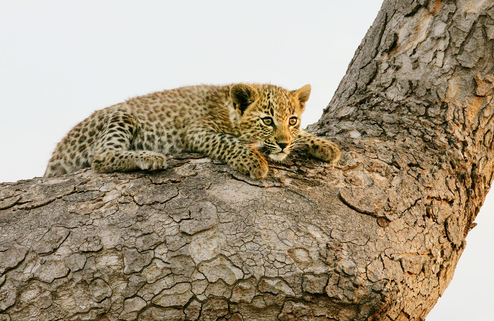 Autism and Photographing Animals. How my autism proved to be my main ...