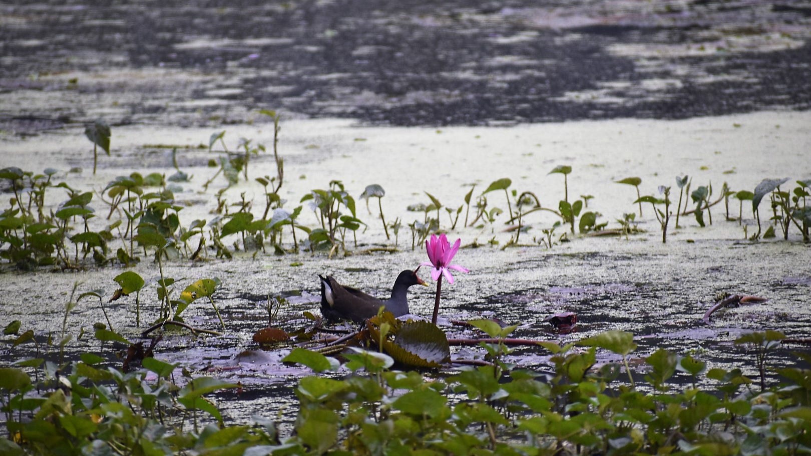 The School of Nature. A soul wandering in the wilderness | by S M ...