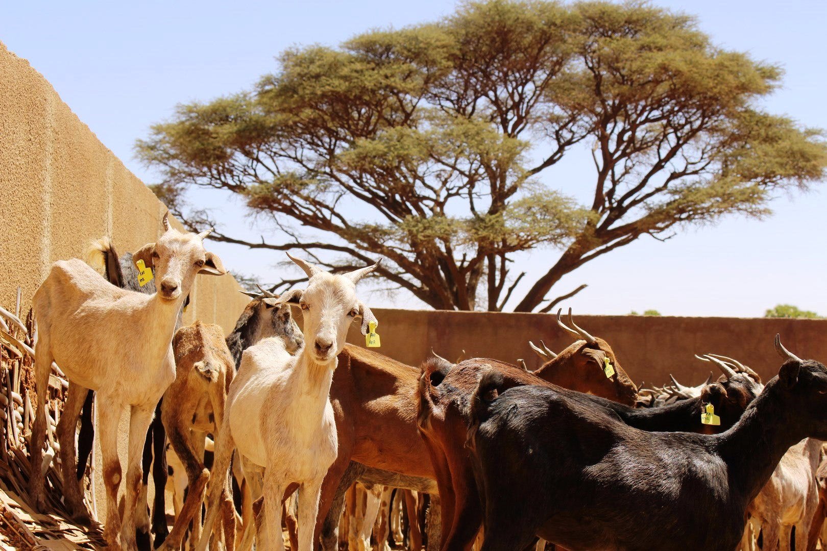 CASH+ IN MALI AND MAURITANIA. The “Productive Transfers” approach | by ...