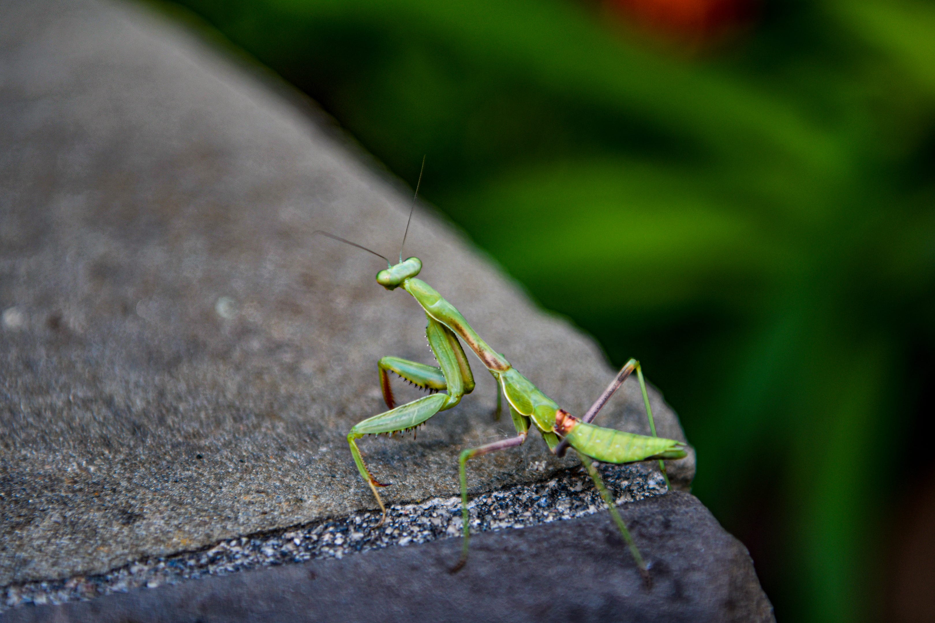 The Praying Mantis Totem. Praying Mantises, named for the… | by Erika ...