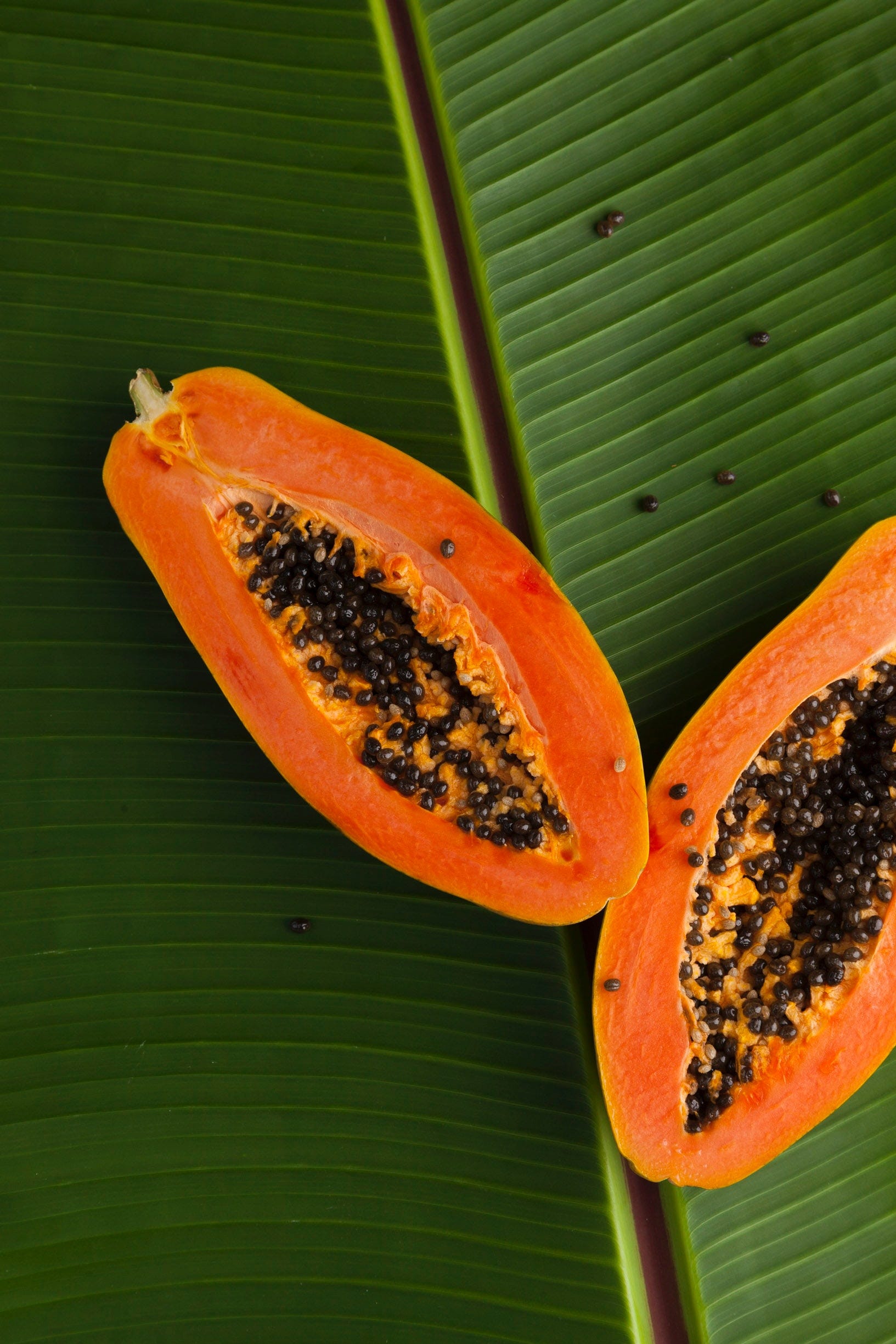 The Fruits - ILLUMINATION - Medium