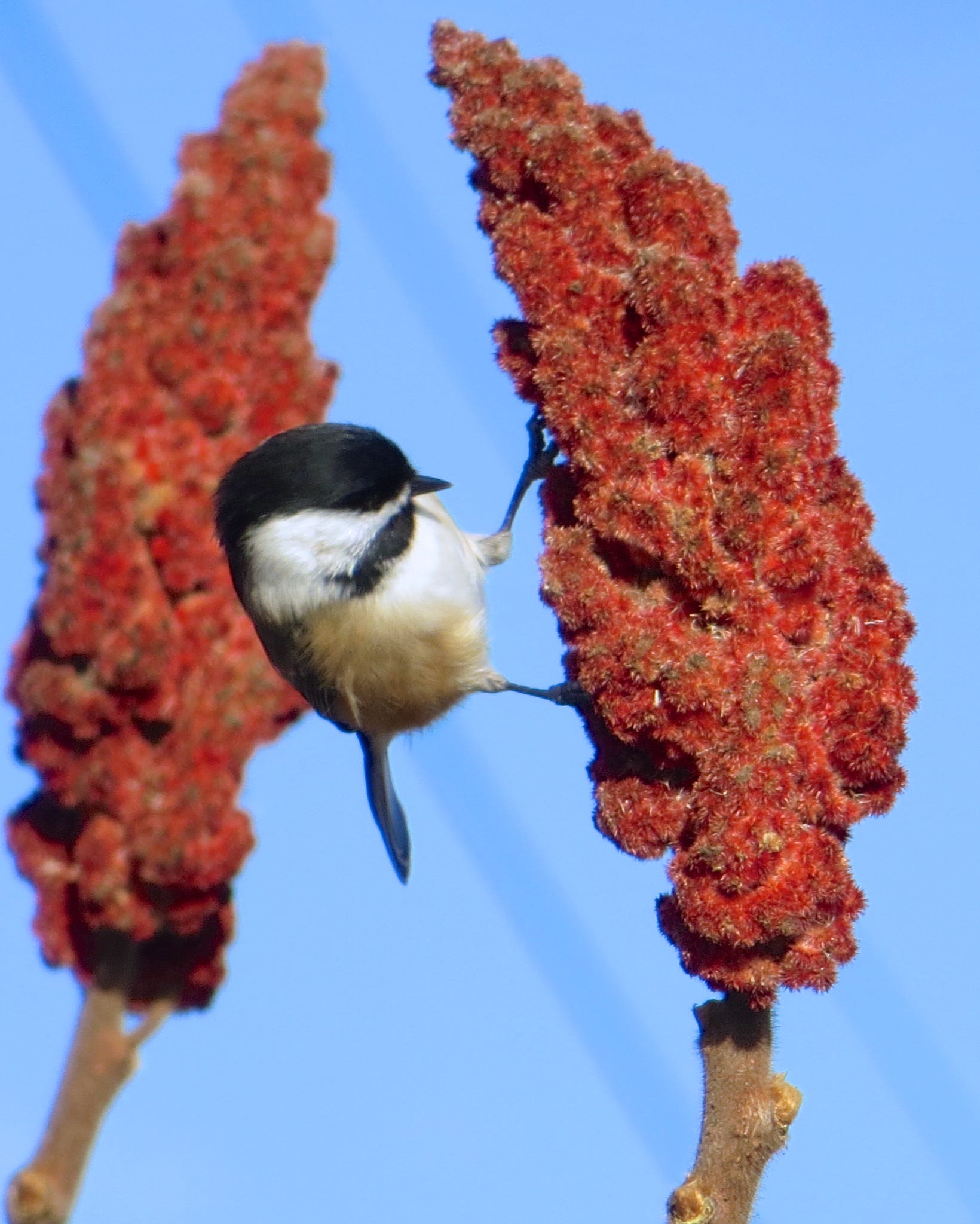 Natural Hamilton in Pictures: Birds - Natural Hamilton in Pictures - Medium