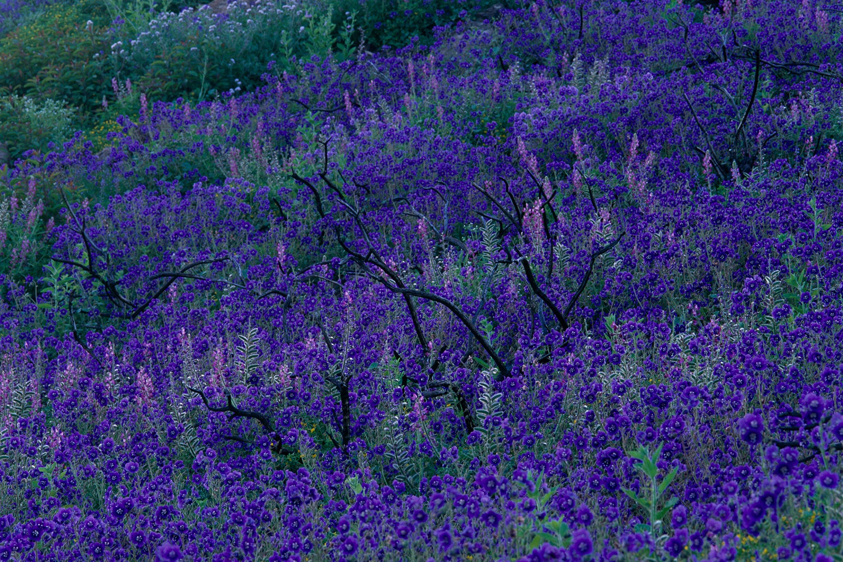 A Tree Grew in Malibu. Embracing the unexpected to find beauty… | by ...