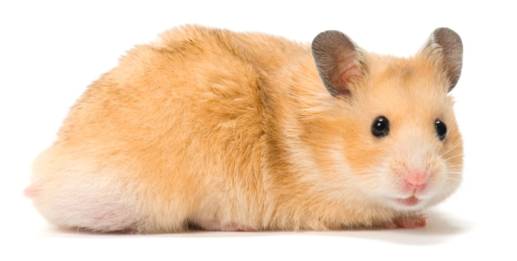 Sebenarnya kamu “Hamster” atau “Mencit”??? - revata maggandari - Medium