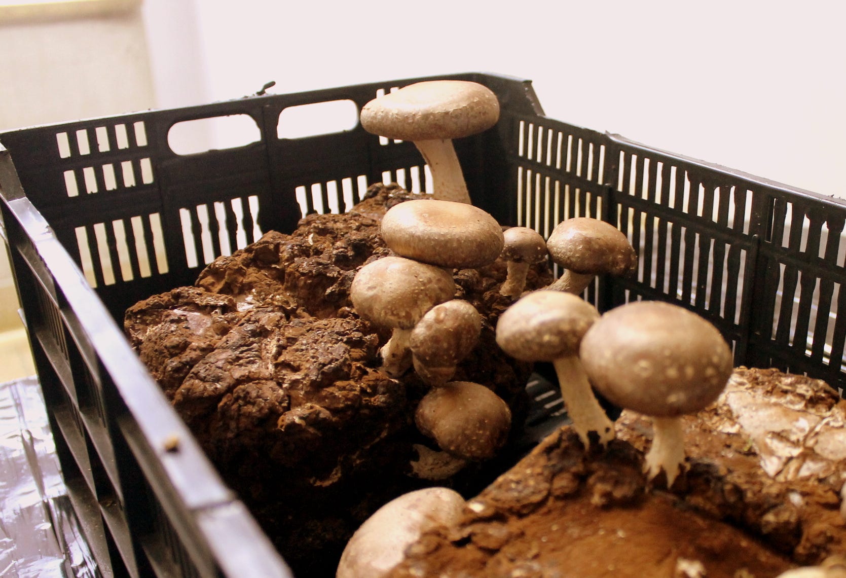 Como cultivar cogumelos Shitake e Shimeji em curso especial da AAO | by ...