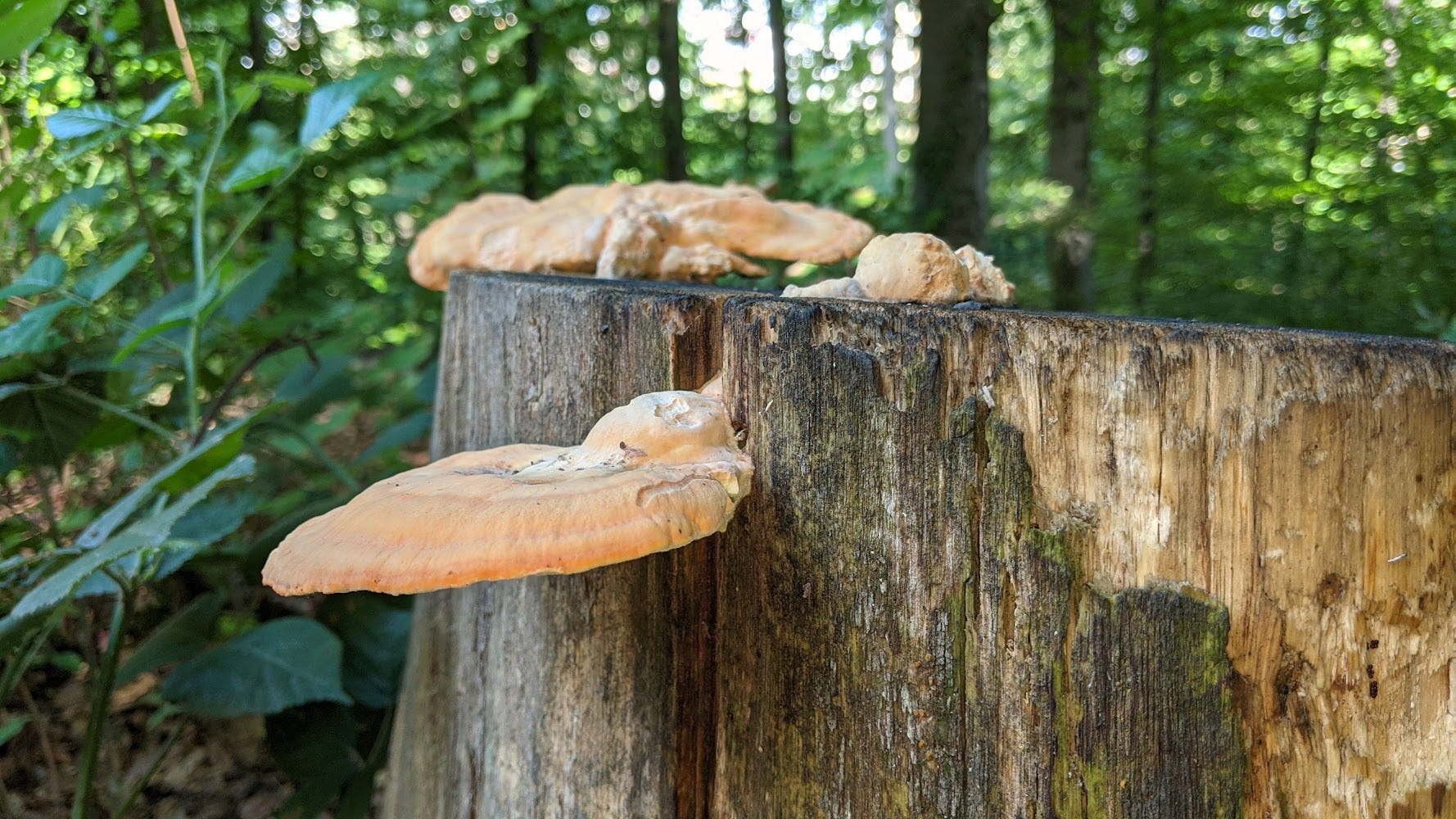 Mushroom stairs. And bracing for the fall. | by LucianoSphere | Weeds ...