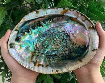 “Family Fermented”. Chapter 2: My Life in an Abalone Shell | by Michael ...