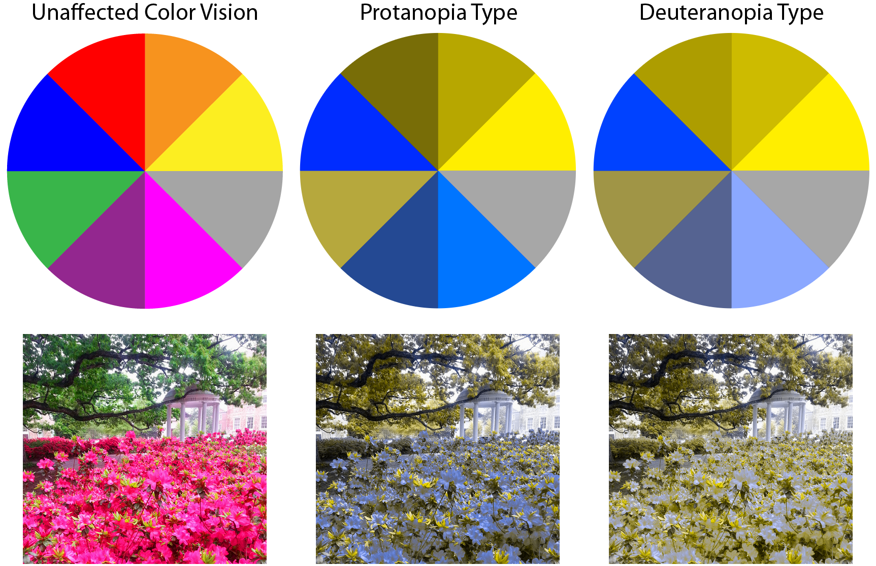 Red Green Color Blindness Treatment By Iris Medium
