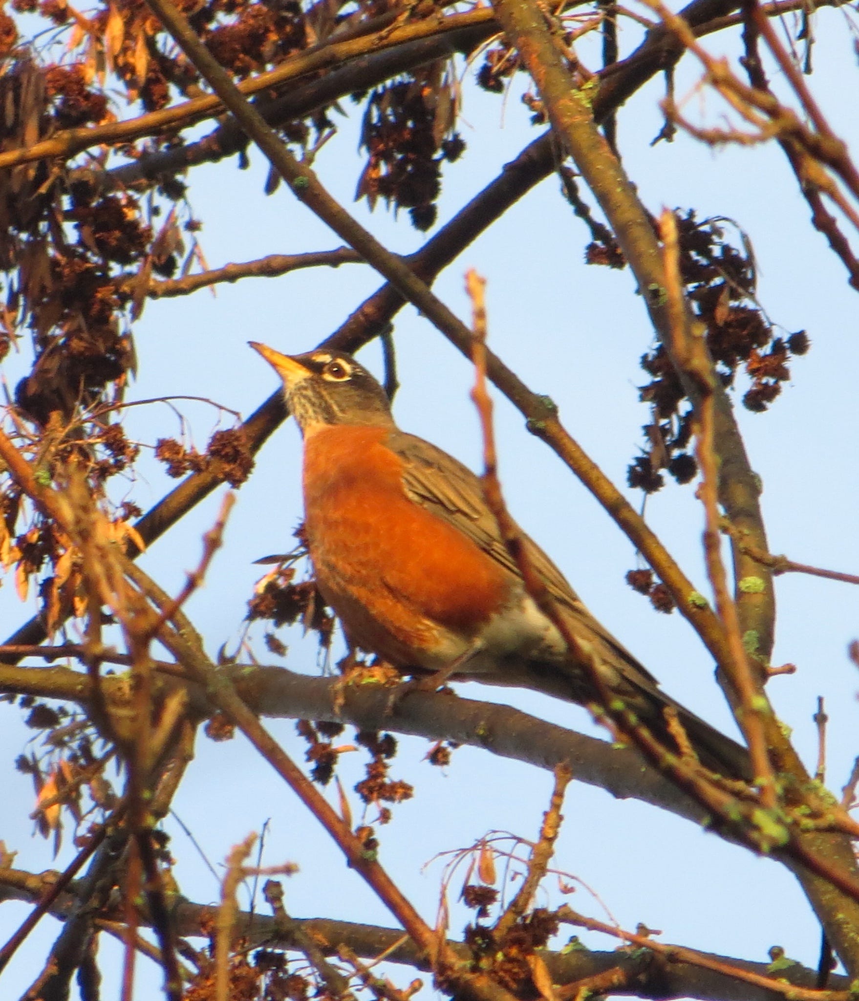 Natural Hamilton in Pictures: Birds - Natural Hamilton in Pictures - Medium