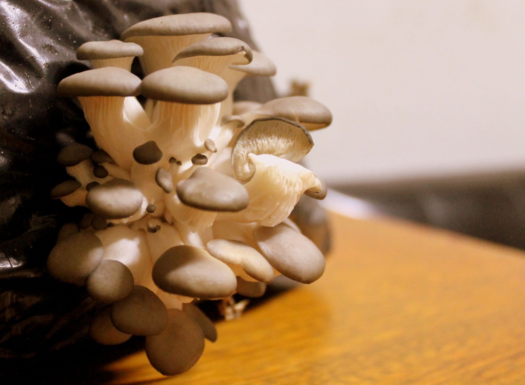 Como cultivar cogumelos Shitake e Shimeji em curso especial da AAO | by ...