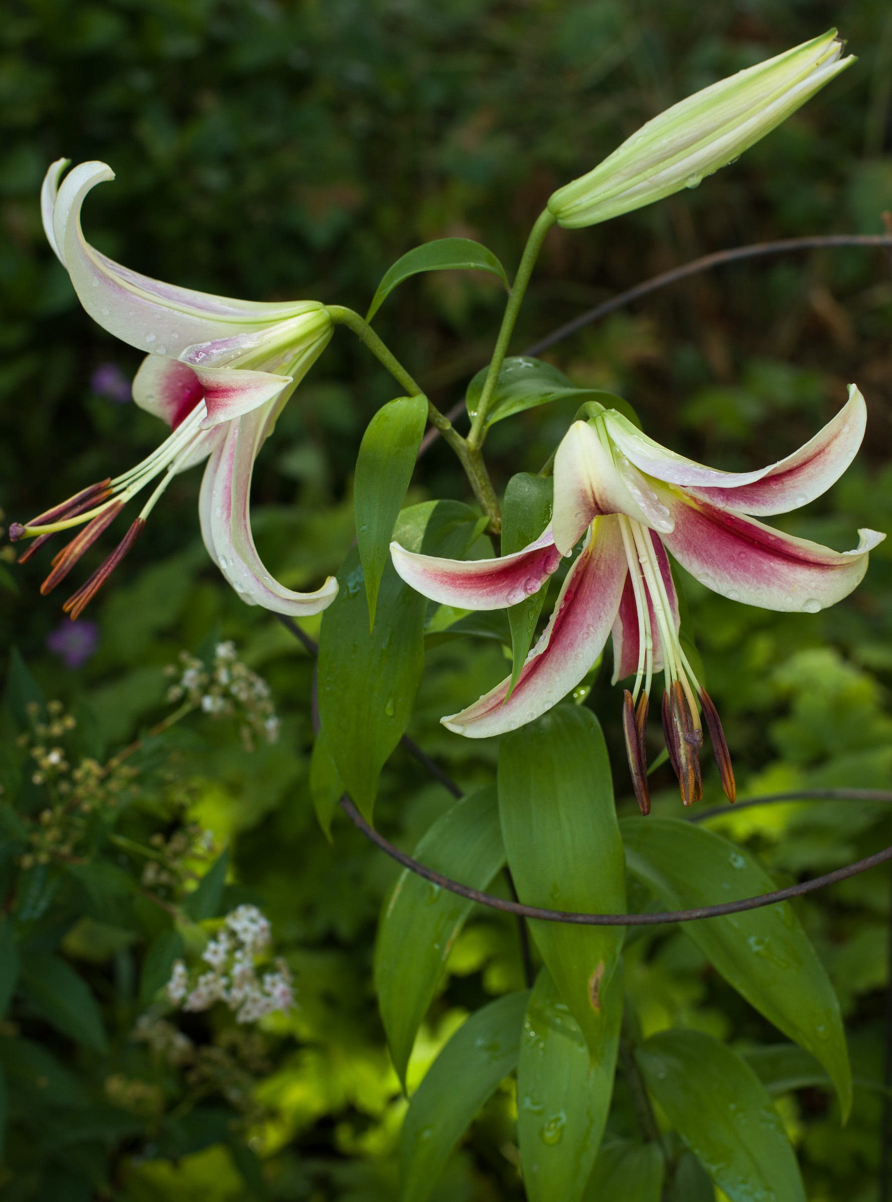 Orienpet and Other Lillium in Our Garden | by Louise Peacock | SNAPSHOTS | Medium