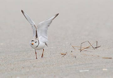 7 rare Mid-Atlantic birds to cross-out from your checklist | by Sudir ...