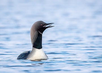 7 rare Mid-Atlantic birds to cross-out from your checklist | by Sudir ...