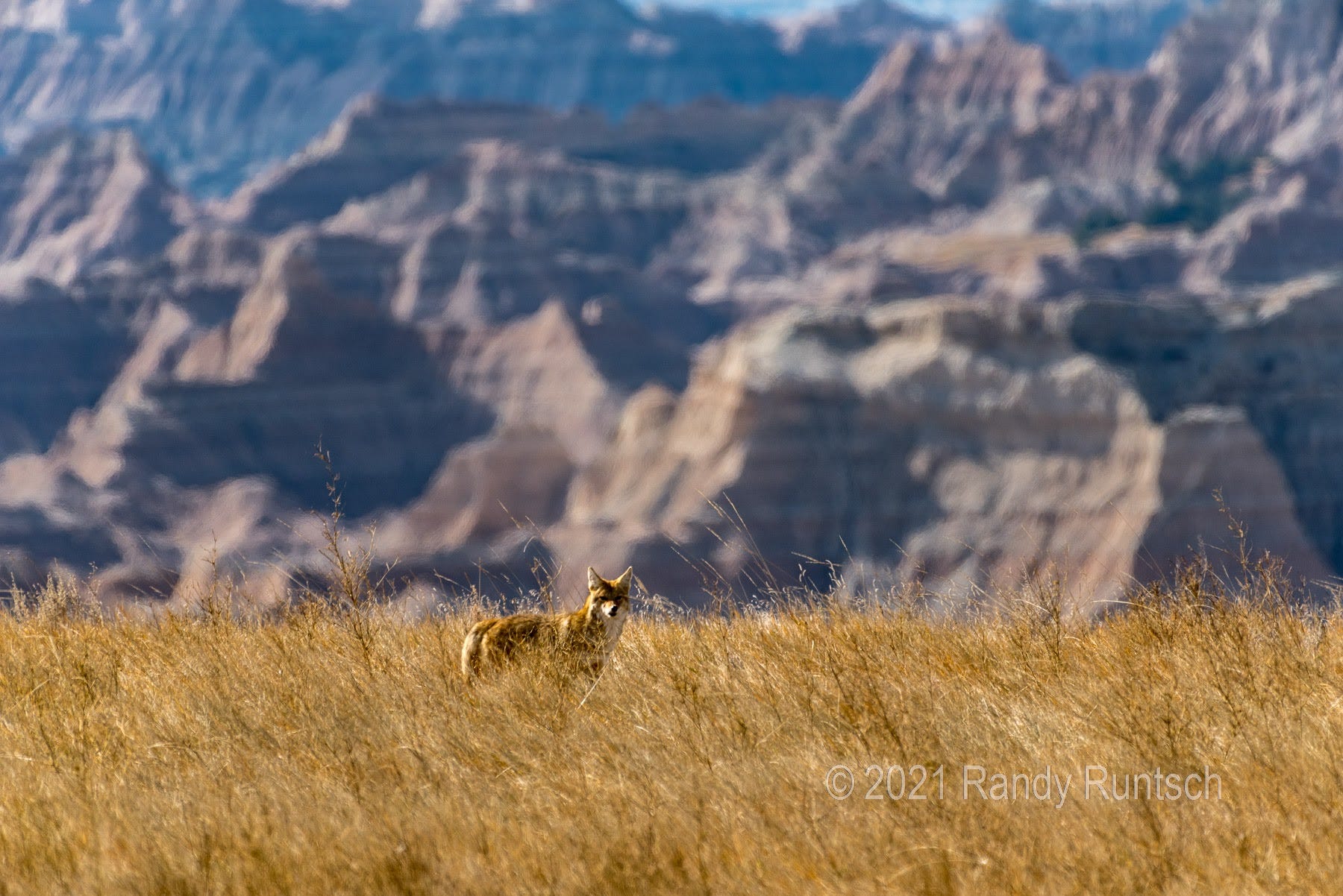 The Wily and Wide-Ranging Coyote. Coyotes thrive in urban settings as ...