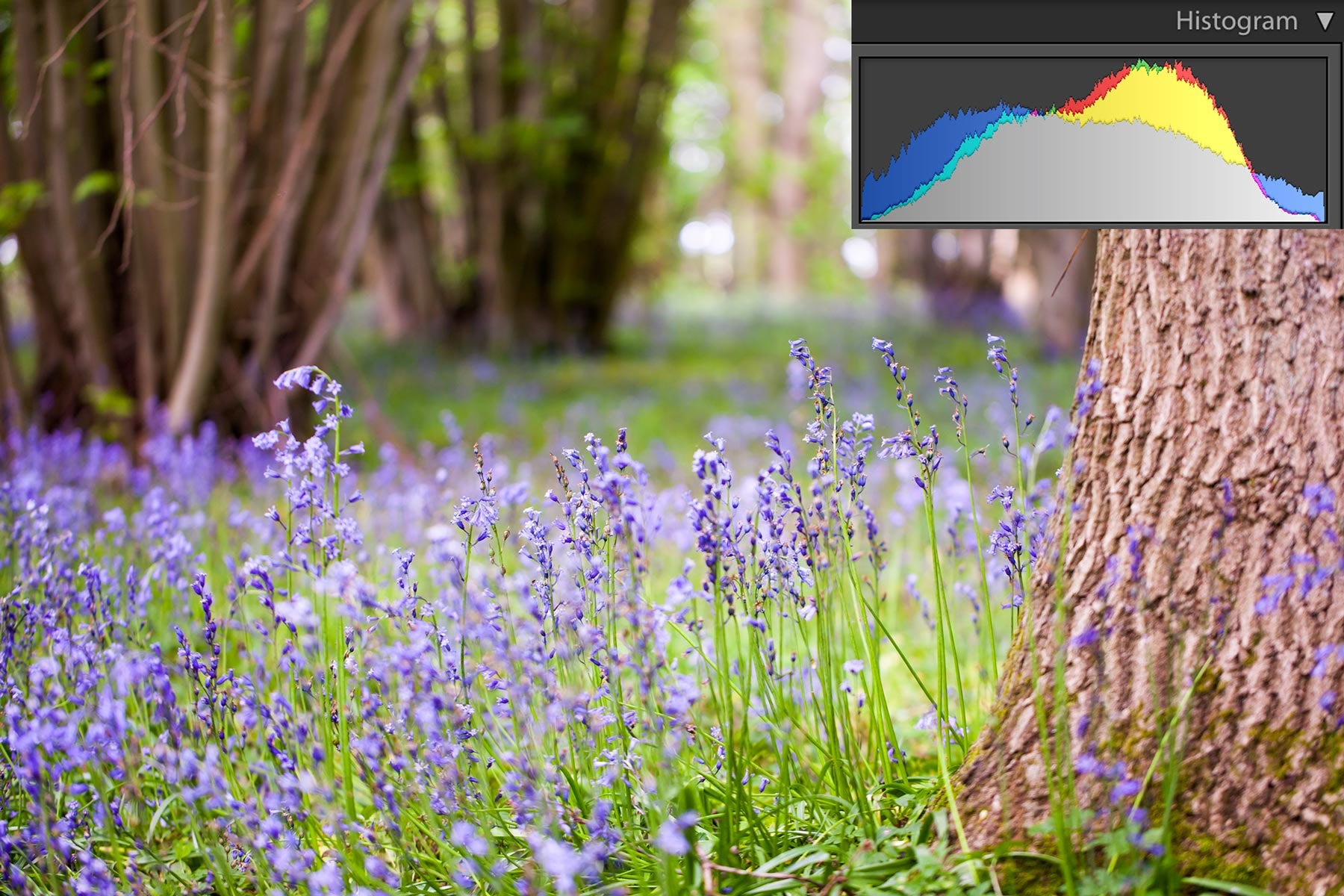 The Ups and Downs of the Photography Histogram | by Adam Karnacz ...