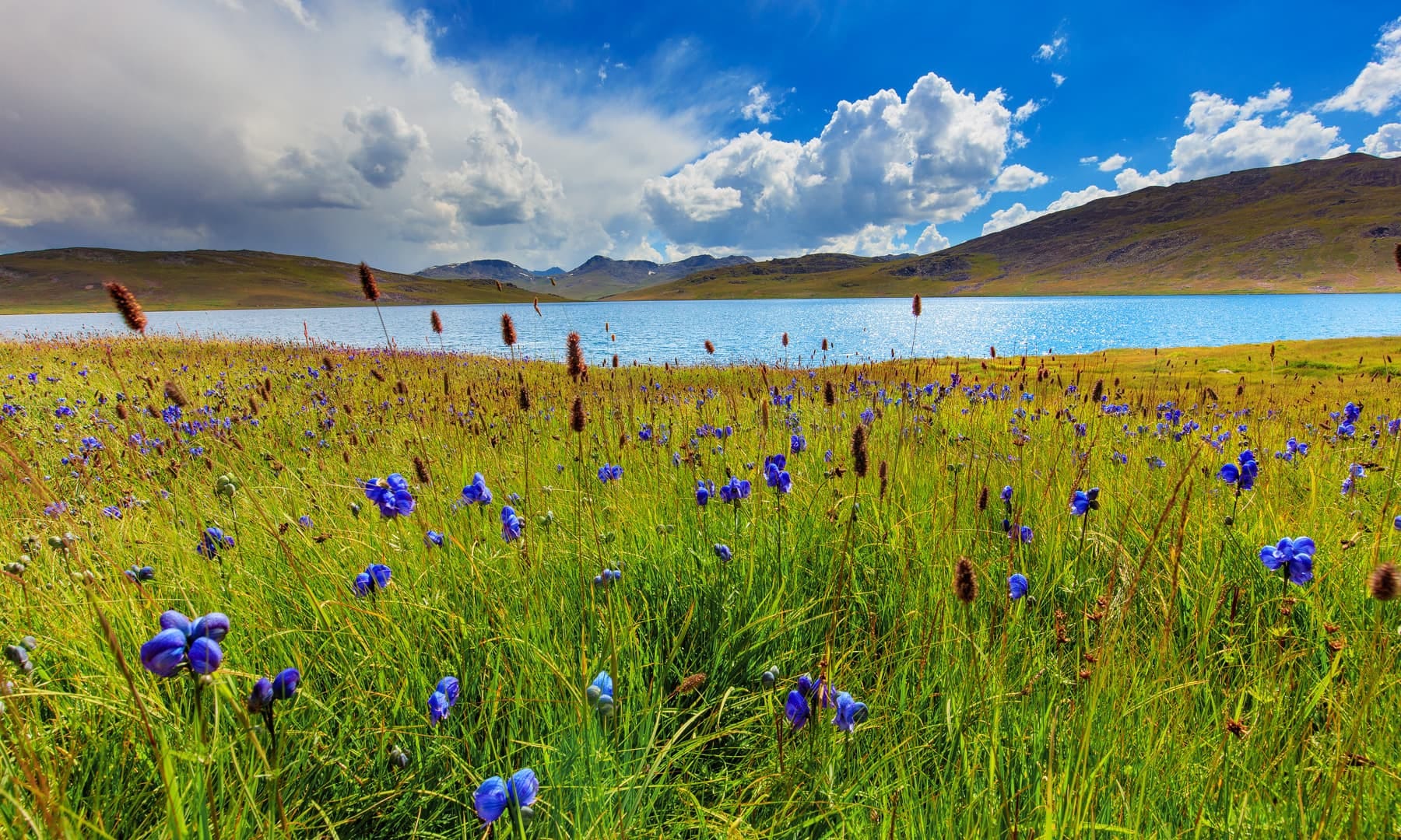 Deosai : The Land of Divine Giants - travelofun - Medium