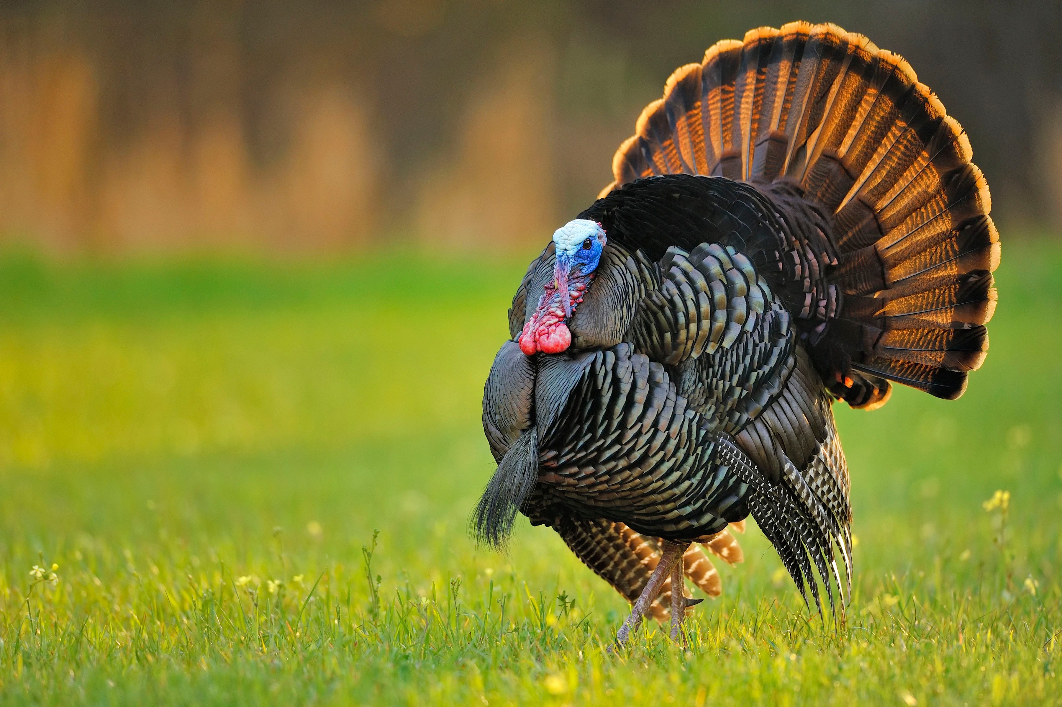 U.S. Fish and Wildlife Service Provides Wild Facts About That ...