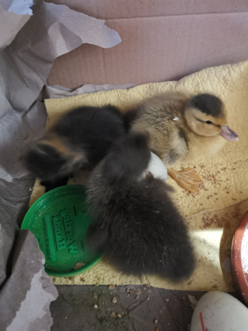 What the duck to do in isolation? | by Em Eakers | Medium
