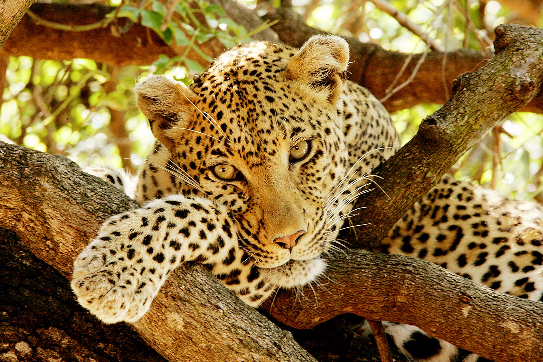 Autism and Photographing Animals. How my autism proved to be my main ...