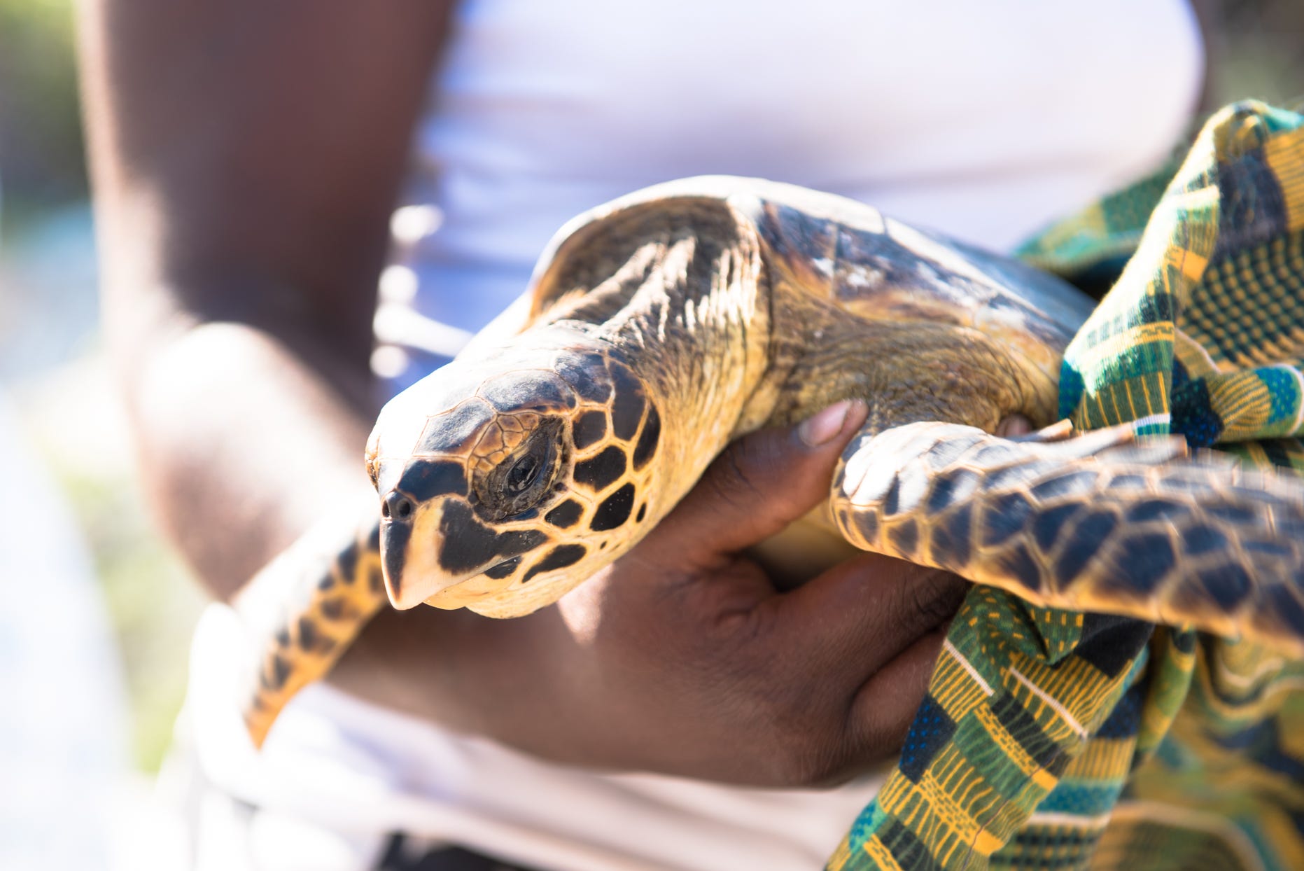 Help Rescue Kenya’s Sea Turtles. The Watamu Marine Park is part of a ...