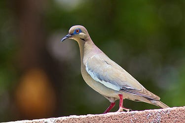 7 rare Mid-Atlantic birds to cross-out from your checklist | by Sudir ...