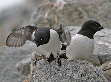 7 rare Mid-Atlantic birds to cross-out from your checklist | by Sudir ...