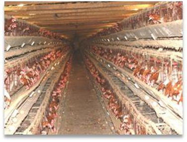 Some Facts about Modern Animal Farming | by Atiyasiraj | Oct, 2022 | Medium