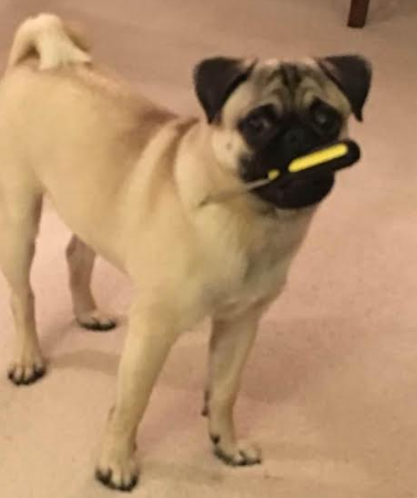 Fixer Pugger. I have a pitch for a new home… | by Welcome to the ...