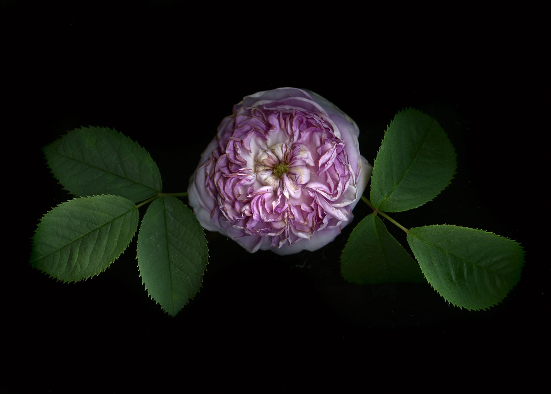 The Story Behind Our Rosa ‘Königin von Dänemark’ | by alexwh ...