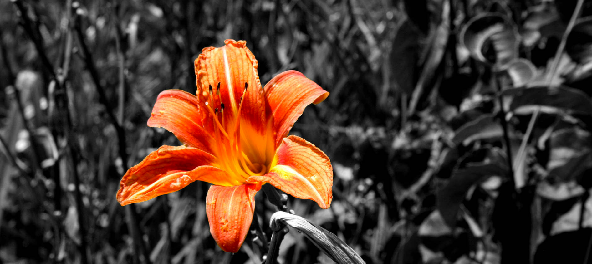 The 14 Most Popular CSS Links of 2016 So Far | by Chris Brandrick ...