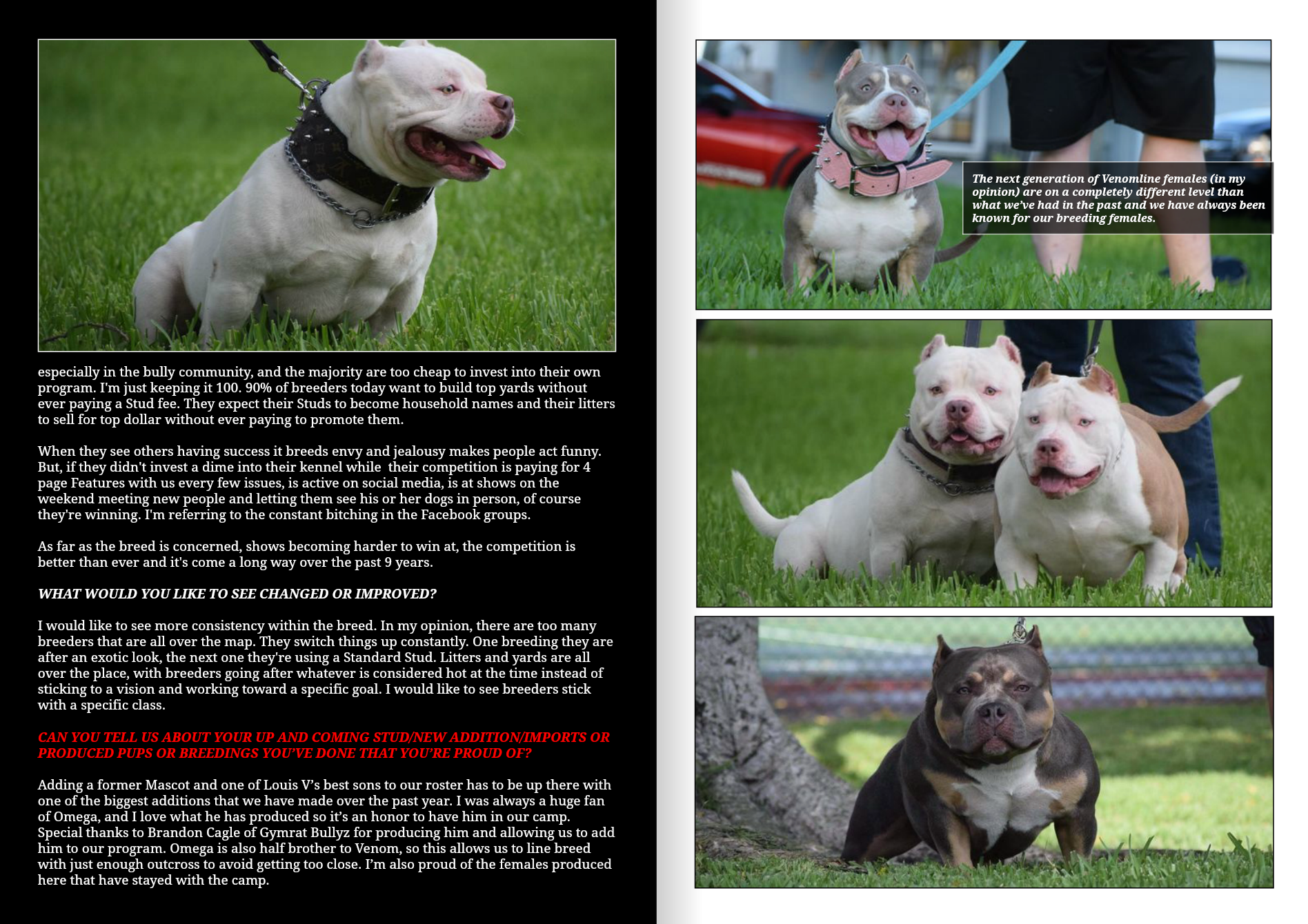 BECOME AN OFFICIAL BULLY KING MAGAZINE MASCOT | by BULLY KING Magazine ...