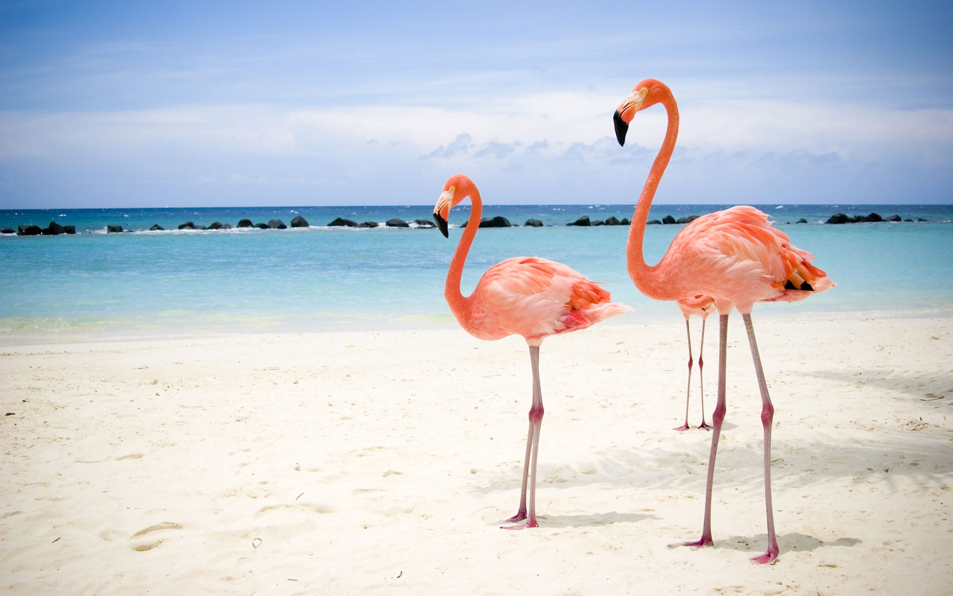 Weekend Diversion: The Physics of Flamingos | by Ethan Siegel | Starts ...