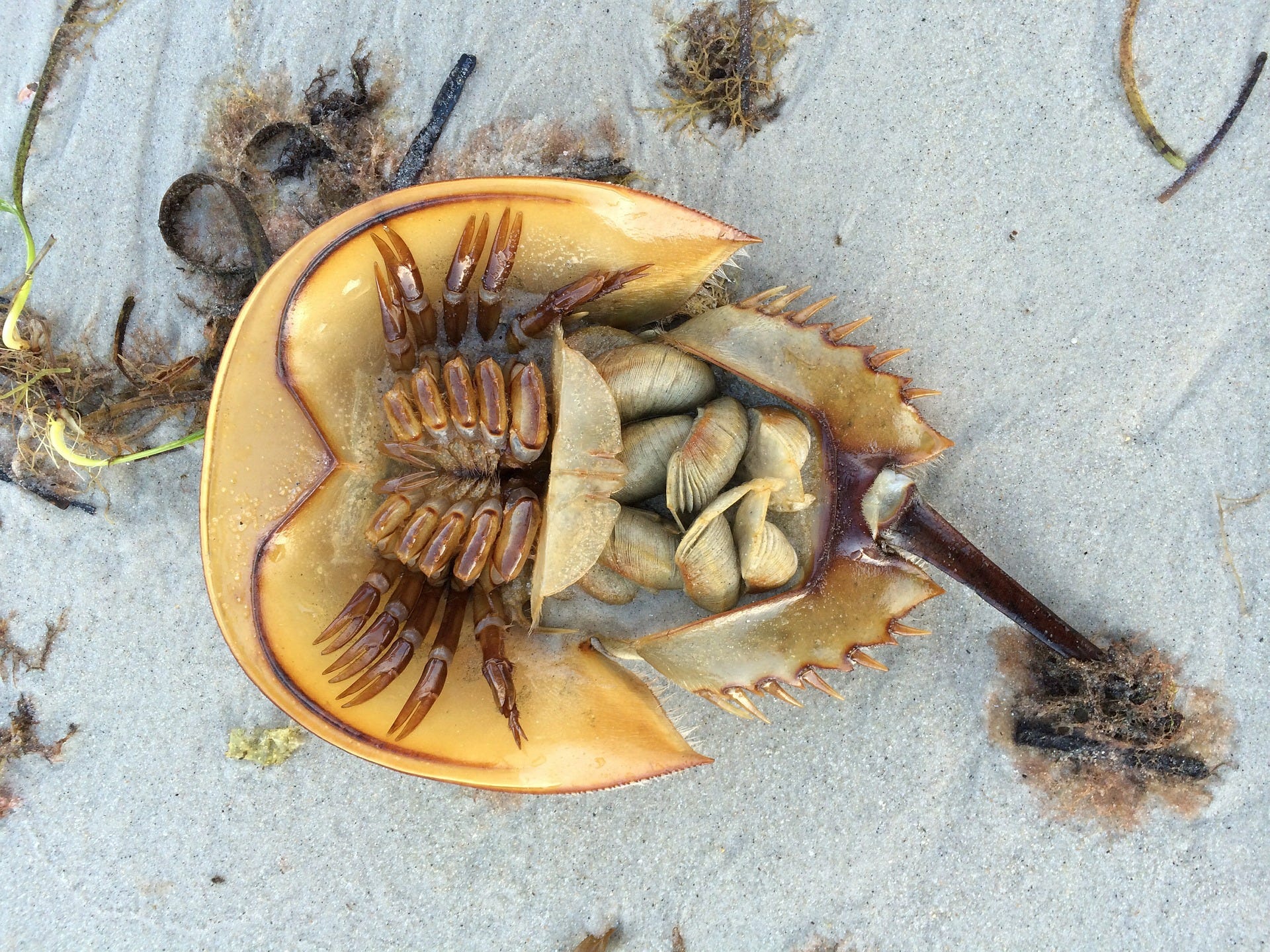 How Does Limulus Amebocyte Lysate Help You Live a Better Life? | by ...