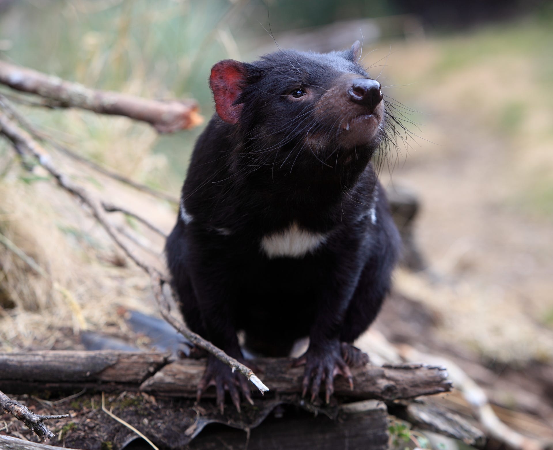 Tasmanian Devils and the transmissible cancer that threatens their ...