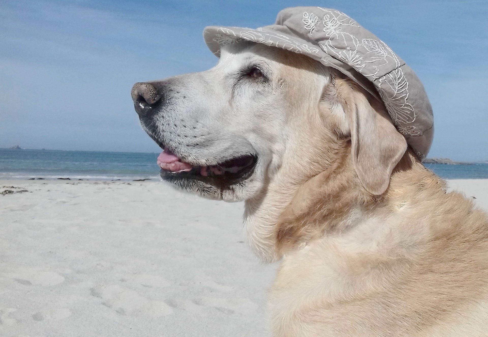 The Best 10 Emotional Support Animal (ESA)Dog Breeds | by Ndk sp | Jul ...