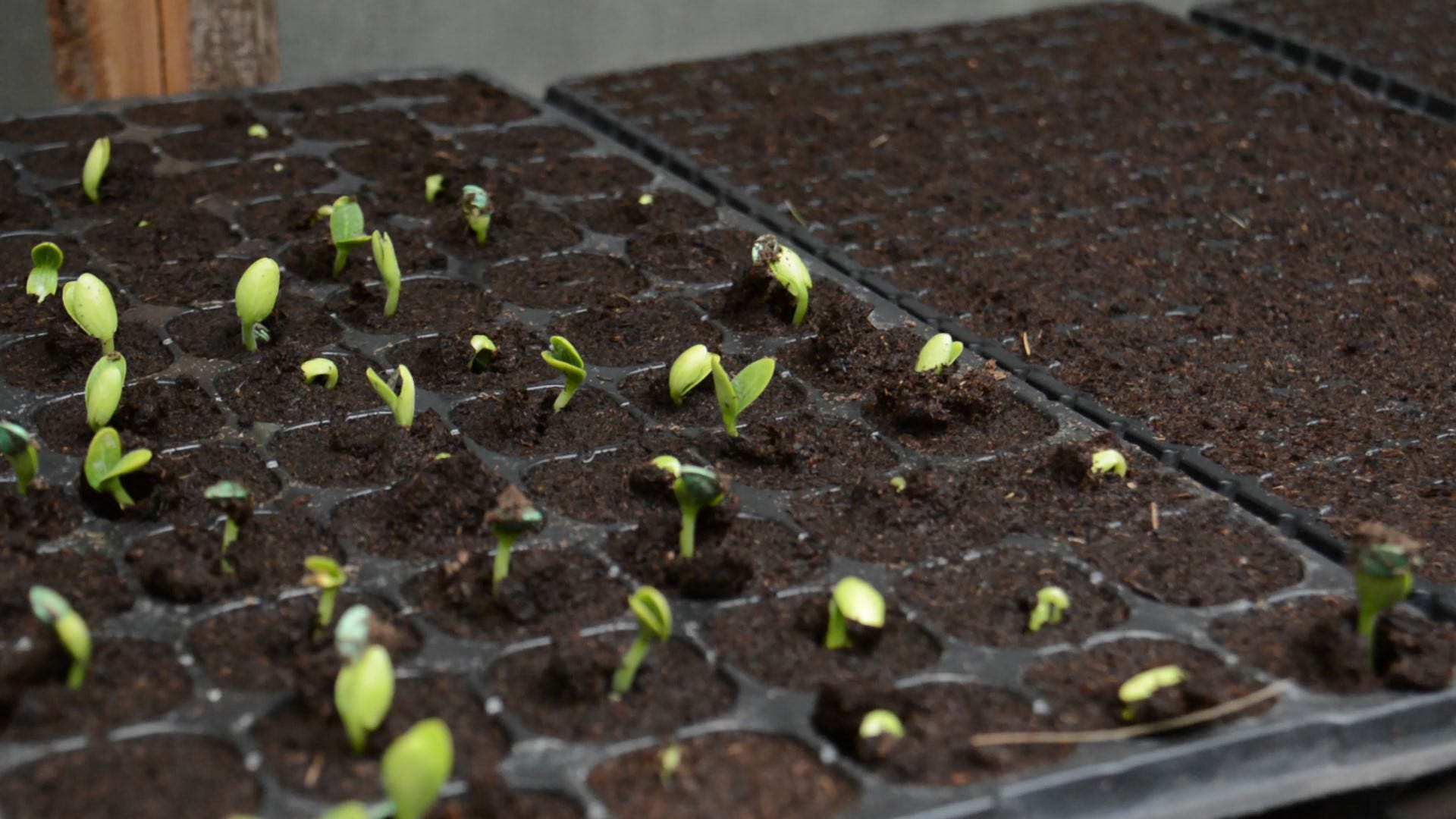 What farmers need to consider when selecting planting materials. | by ...