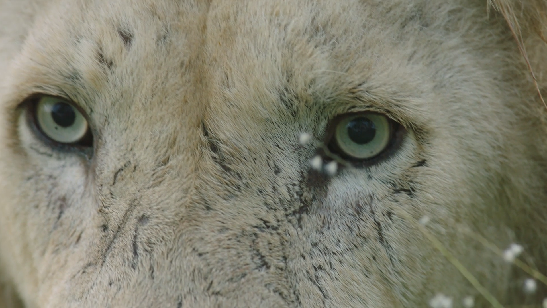 A Short Film for Fixodent: Saving Aslan - Branded For _______ - Medium