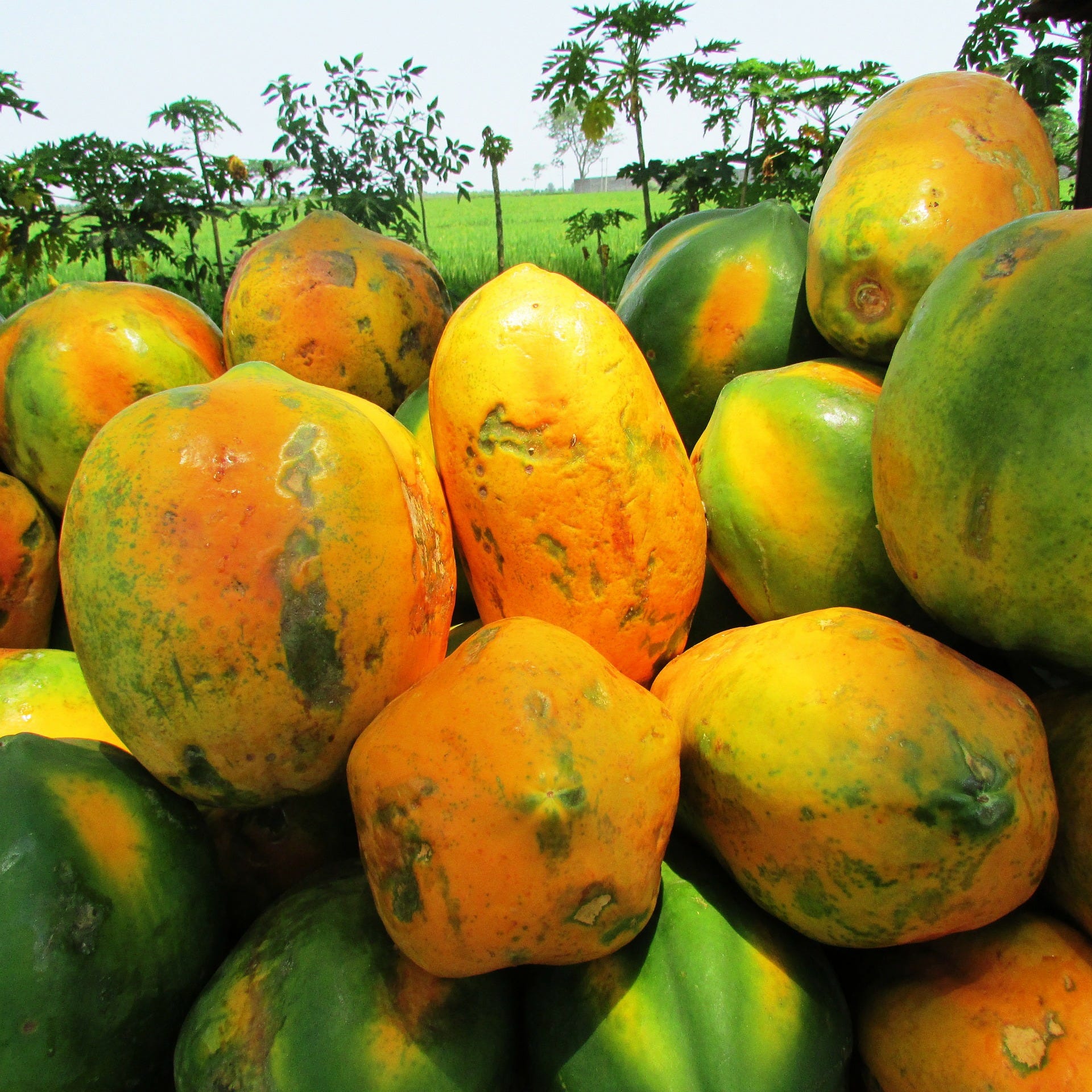 Trying tropical fruits in Hainan - Can Speak English - Medium