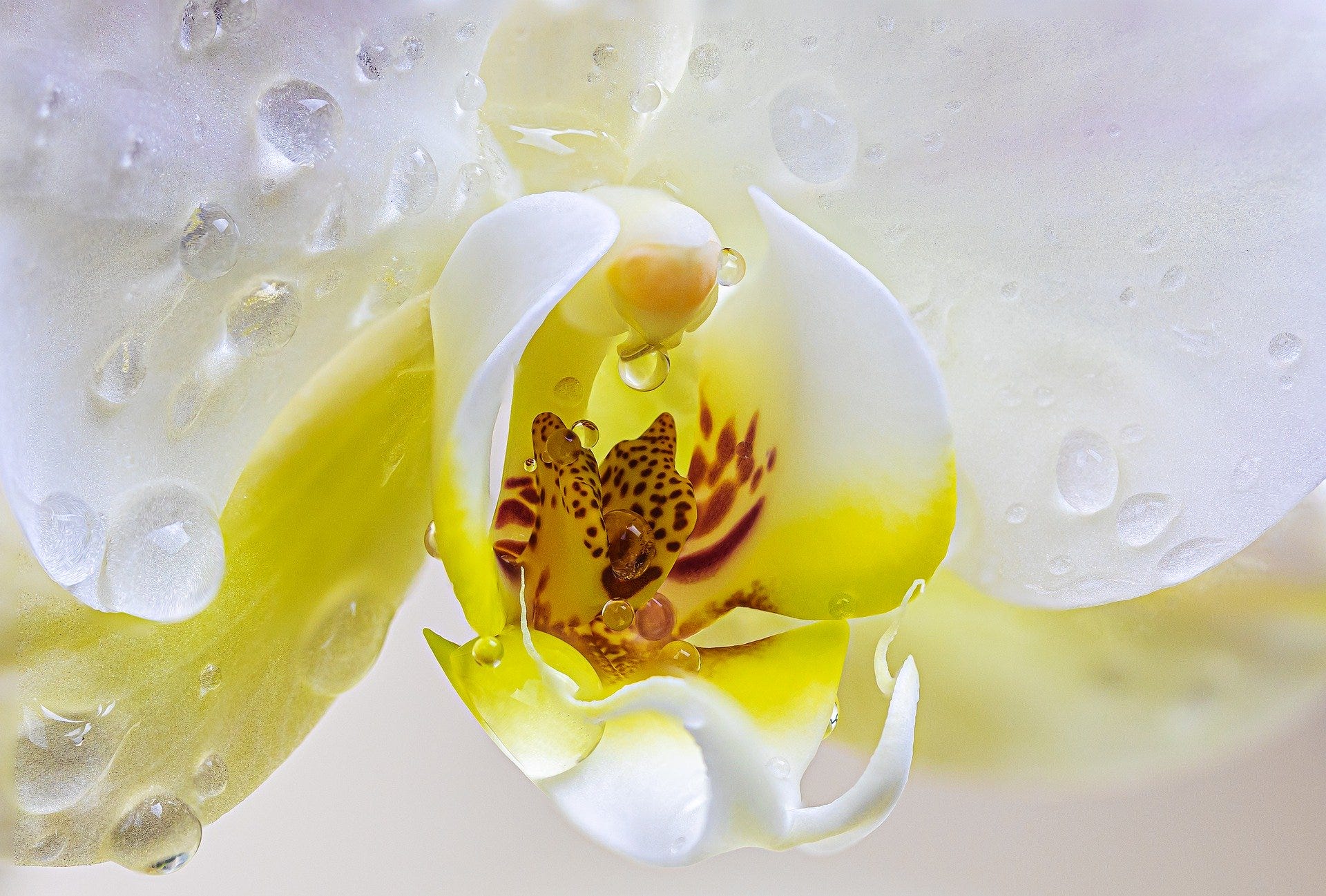 Caring for Phalaenopsis. Phalaenopsis (moth orchids) are one of… | by ...