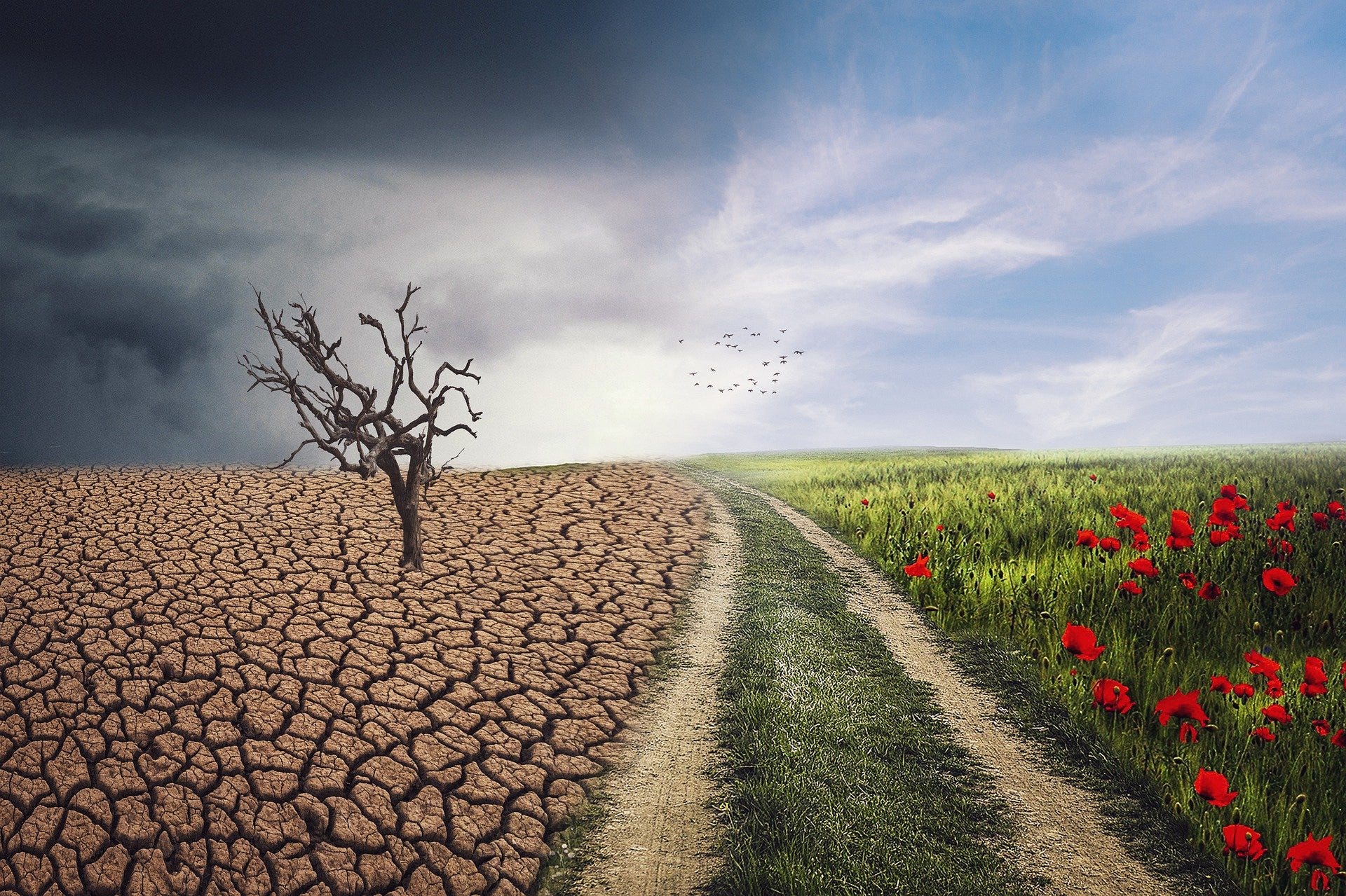 Climate Migration Series: An Introduction - UNC Center for European ...