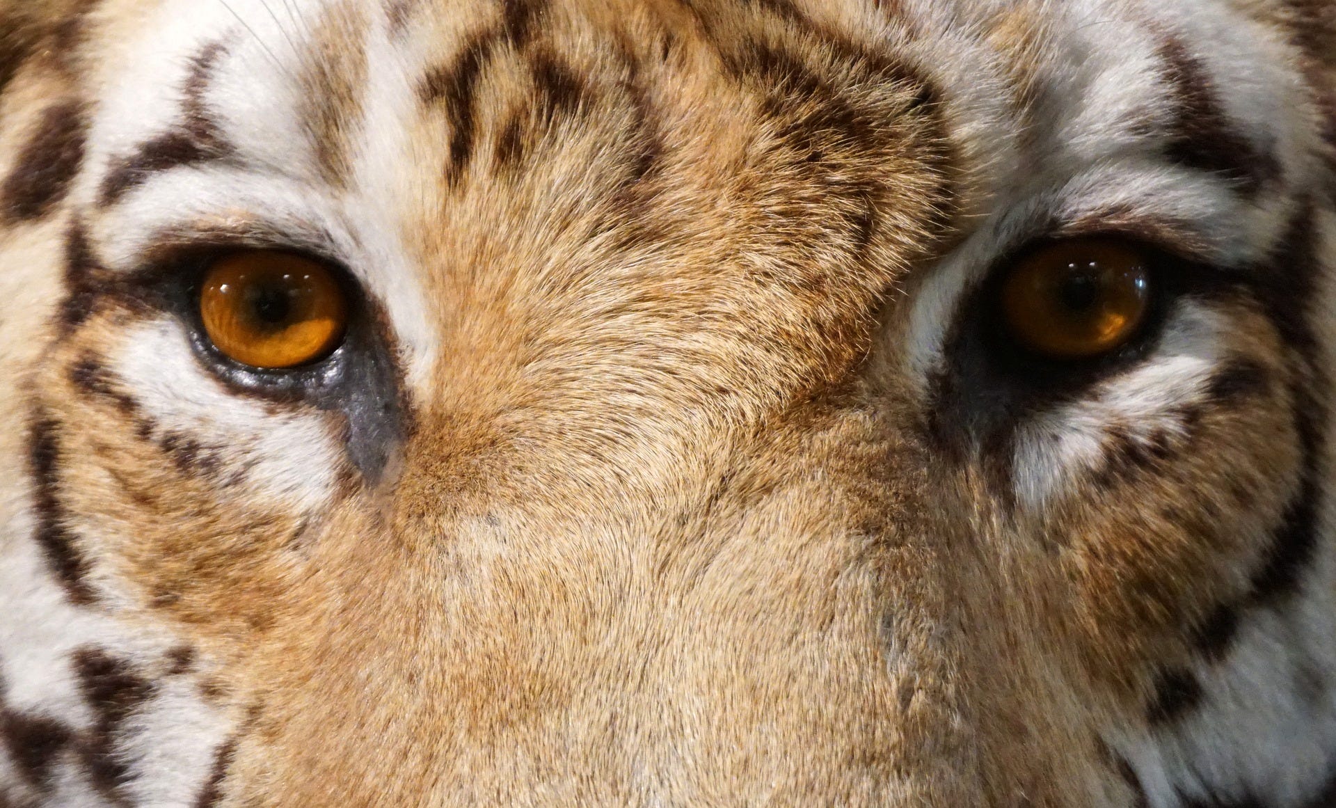 Forlorn. A picture prompt from Share the Love… | by Fresh Receptive ...