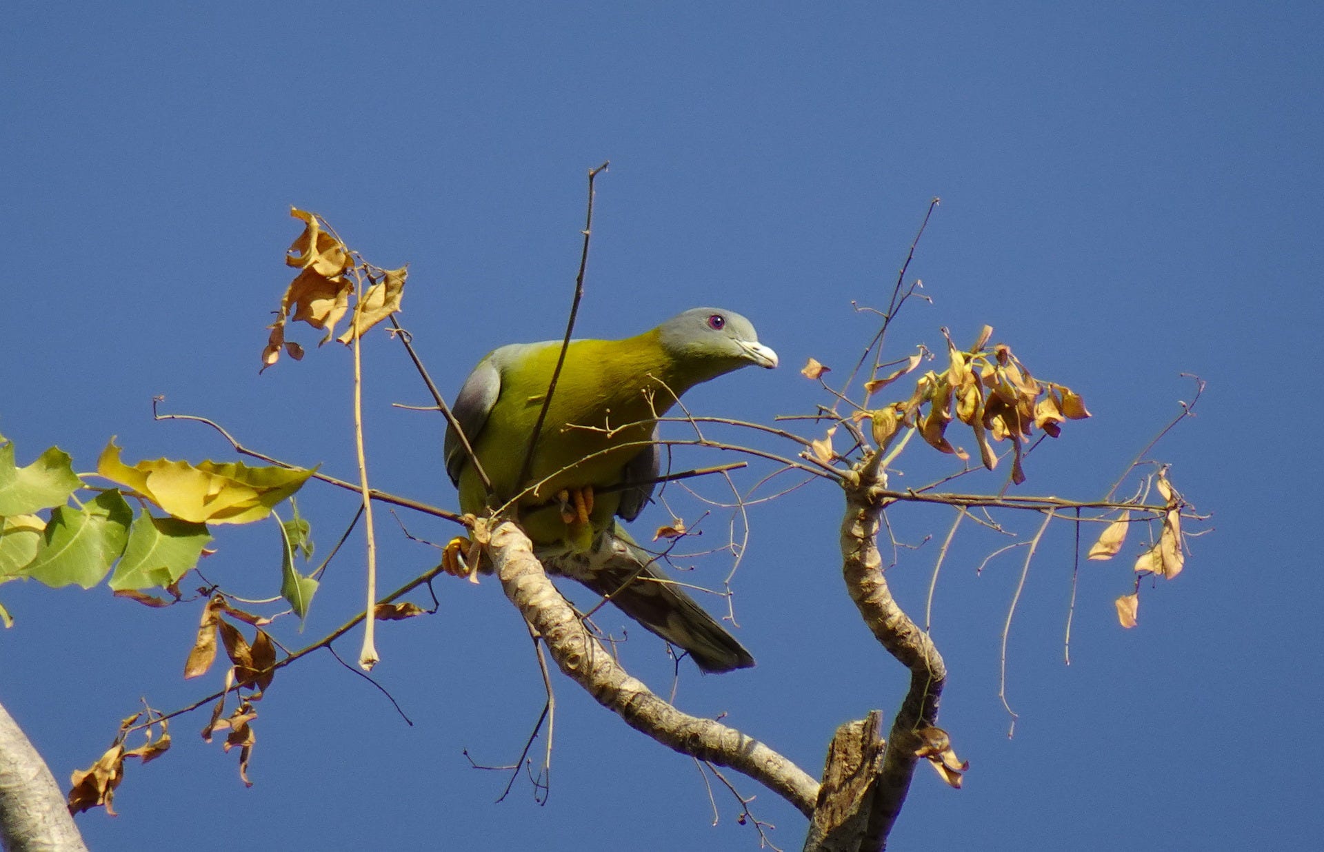 I Saw My Darlings on a Dye-Fig Tree | by S M Mamunur Rahman | The ...
