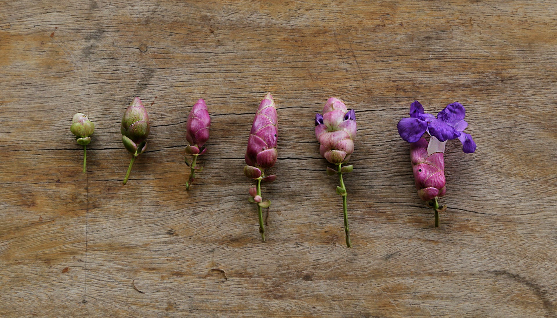 Designing a festival of flowers: The Karvi Festival 2016 | by Network ...