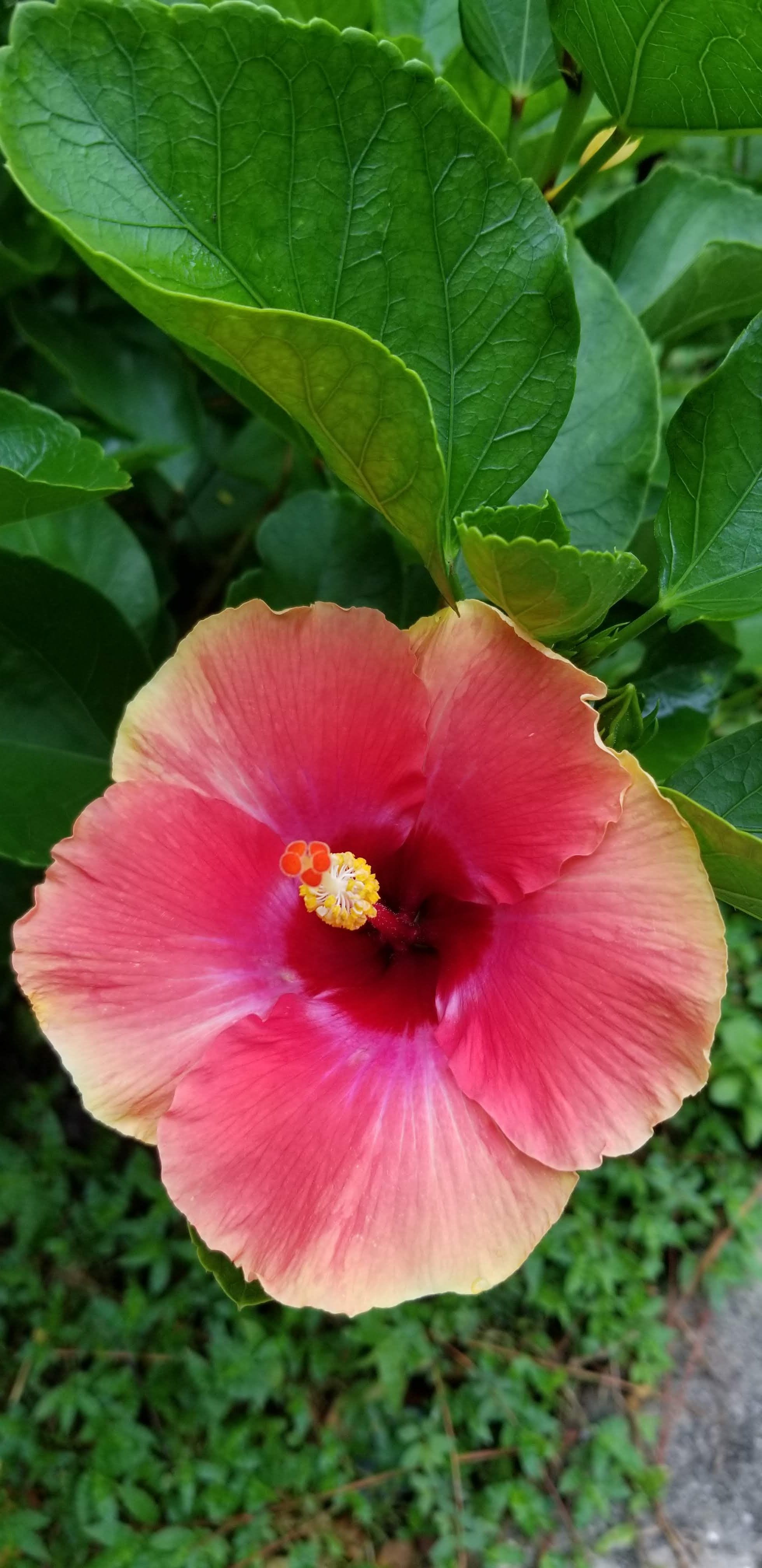 Lazarus Hibiscus. All Photos by Dennett | by Dennett | SNAPSHOTS | Medium