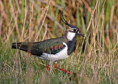 7 rare Mid-Atlantic birds to cross-out from your checklist | by Sudir ...