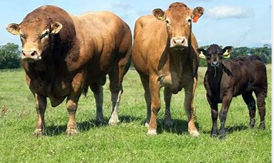 How to create the game ‘Cows and Bulls’ in Python | by Tracyrenee ...