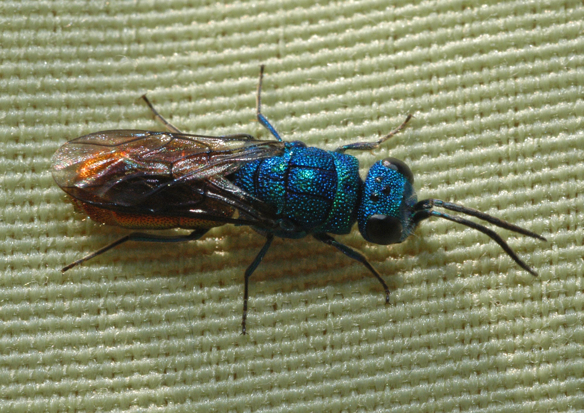See Blue? Nature Is (Probably) Tricking You | by Rosie Alderson, PhD ...