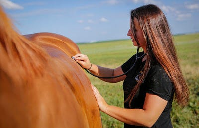 Horses’ Girth Gall and Saddle Sores | by Yash Kapasi | horse nature ...