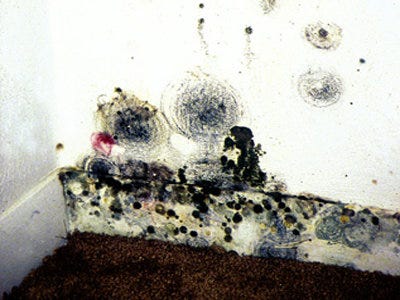Most Toxic of All Molds. “Stachybotrys is called black mold,”… | by ...