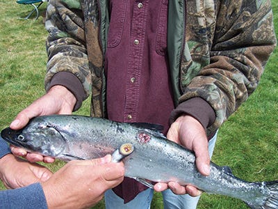 The Invasive Sea Lamprey Affects Lake Michigan Fishing | by Terry ...